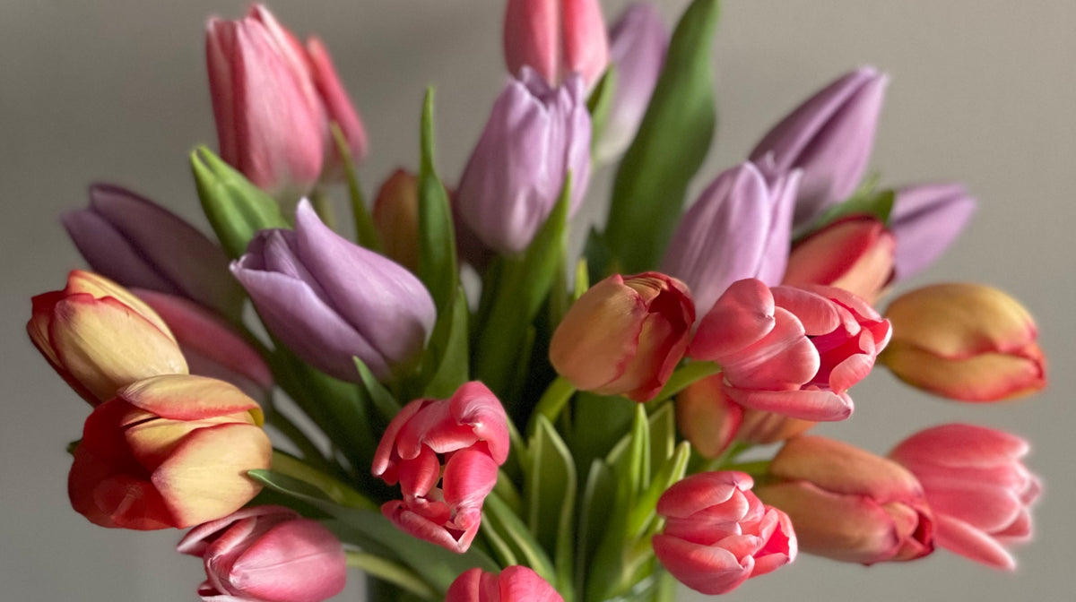 Flower Glossary: The Meanings of Tulips Based on Their Colors – H.Bloom