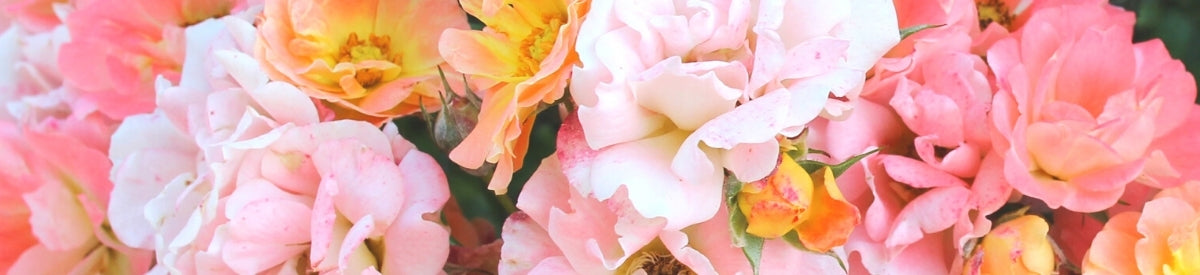 Same Day Delivery – H.Bloom