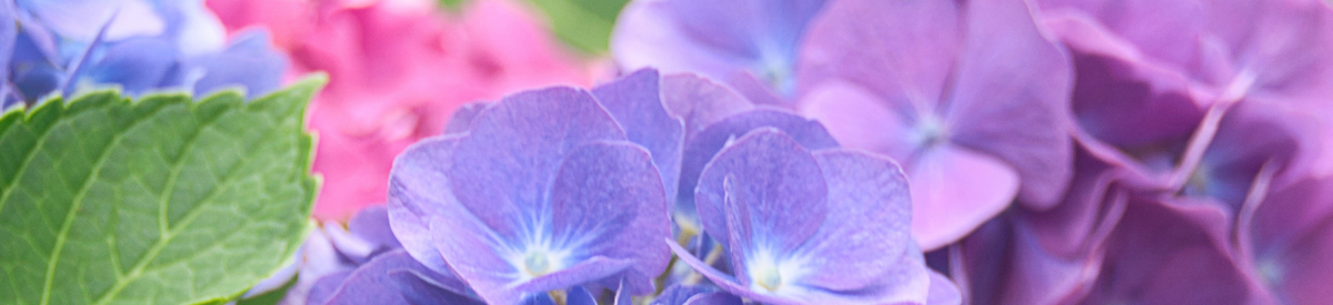 Hydrangea – H.Bloom