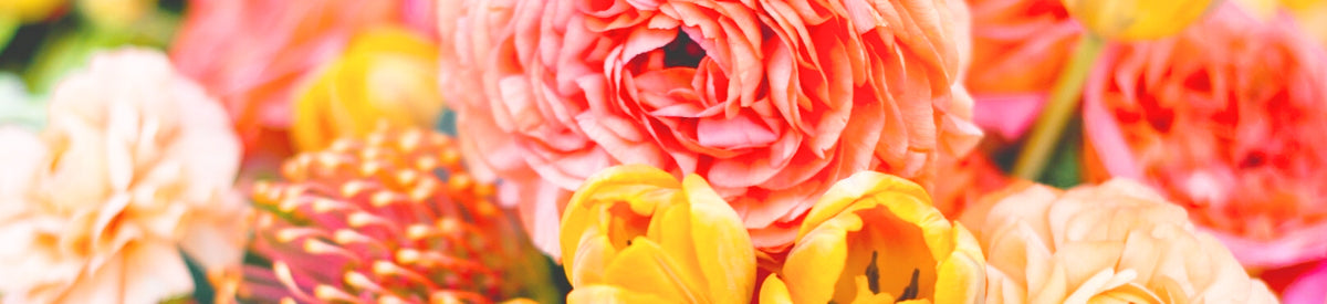 The Summer Collection – H.Bloom