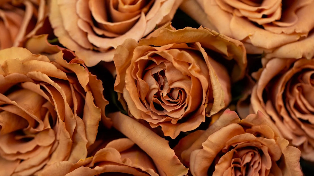 Color of the Year – H.Bloom