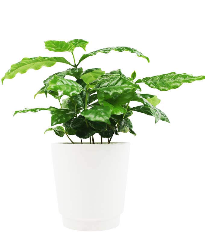 Luxury Plant Delivery | H.Bloom